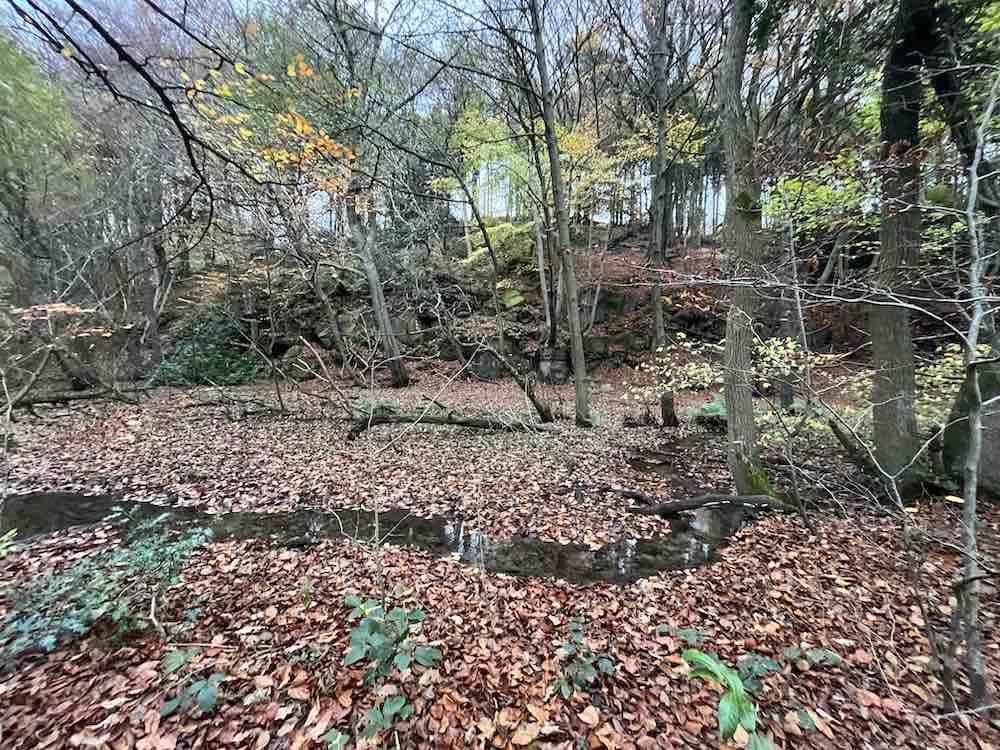 Ladygrove Woods – Walking with Gill